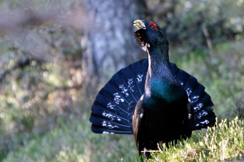 El urogallo de León en peligro de extinción